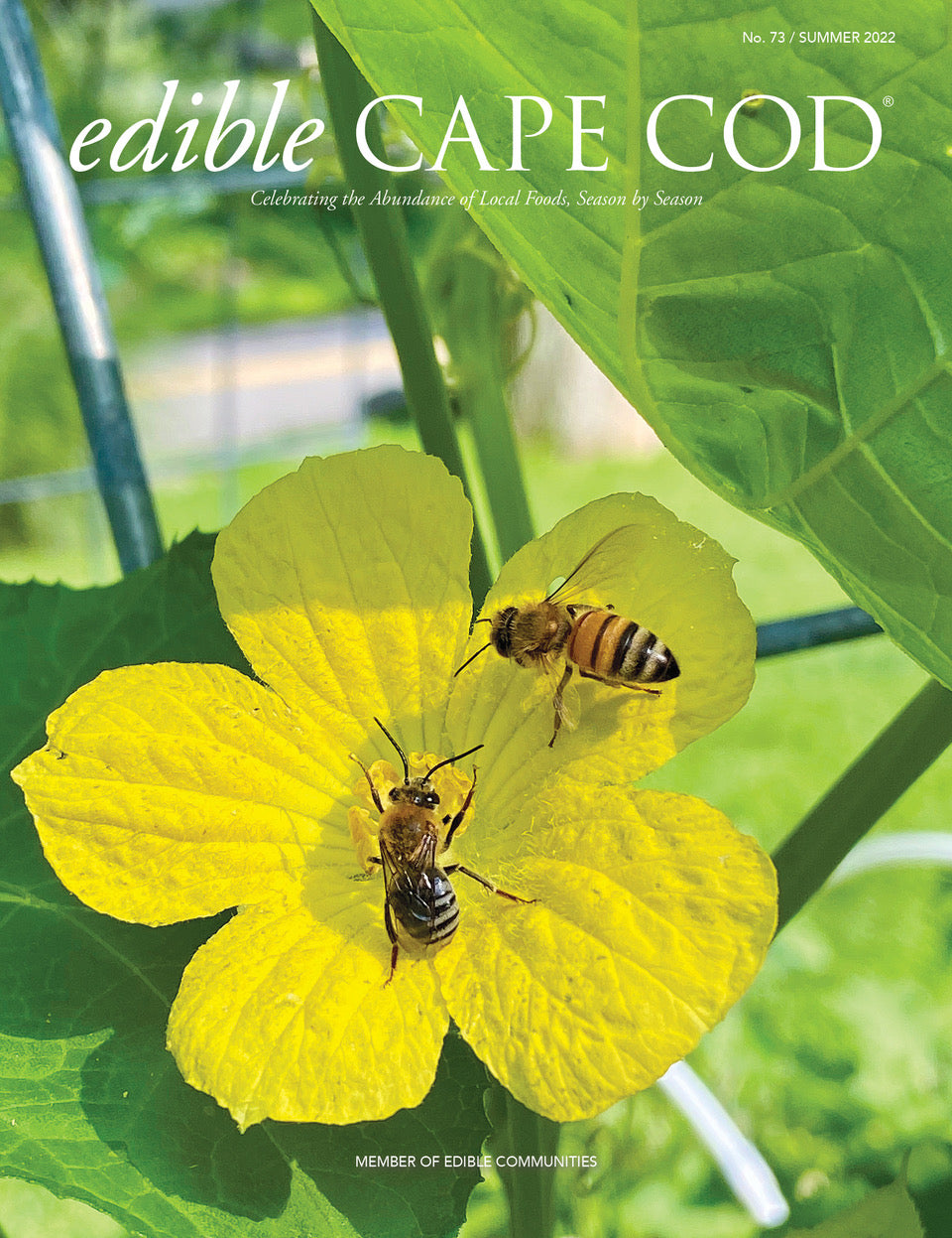 Edible Cape Cod – Edible Subscriptions